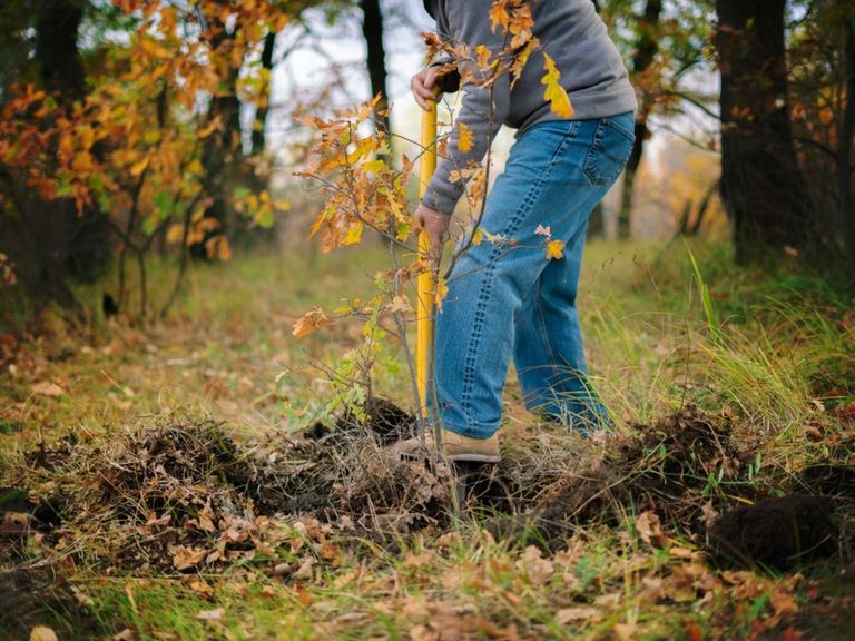 Tips For Transplanting Trees From the Woods | Gardening Know How