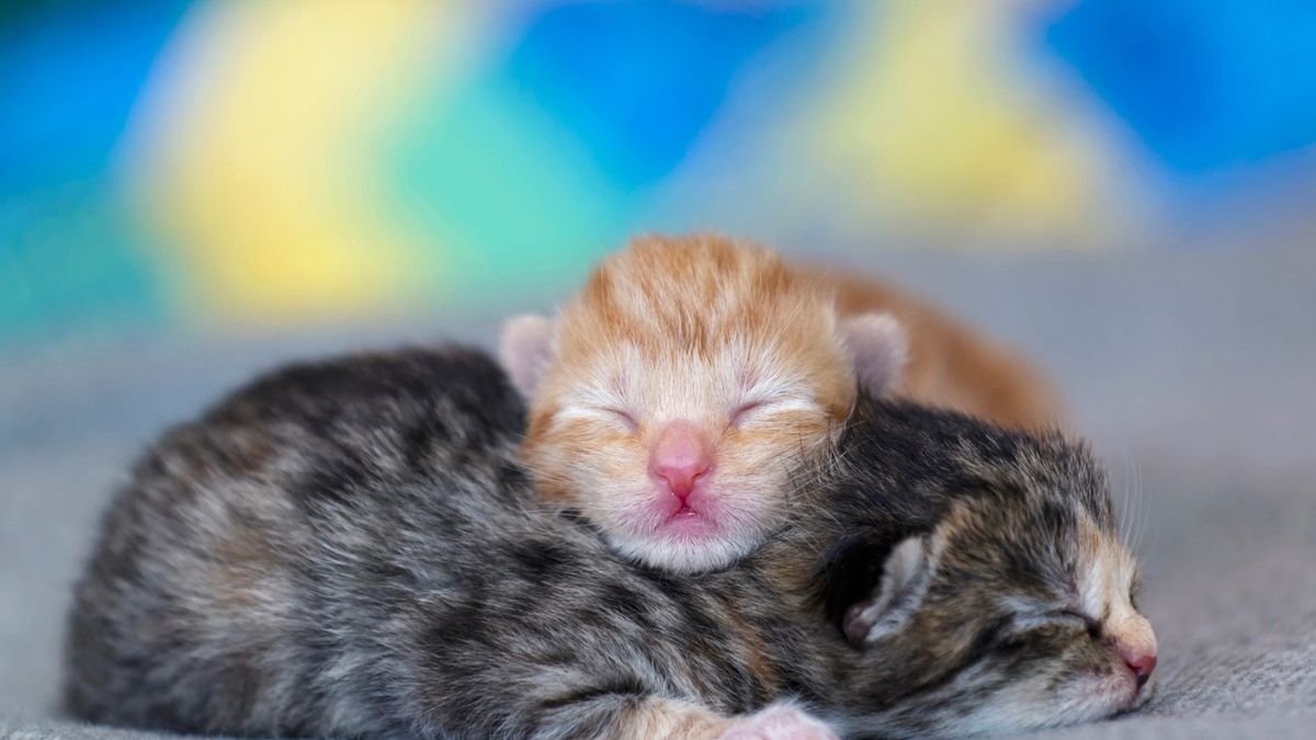 32 differences between a kitten and a cat | PetsRadar