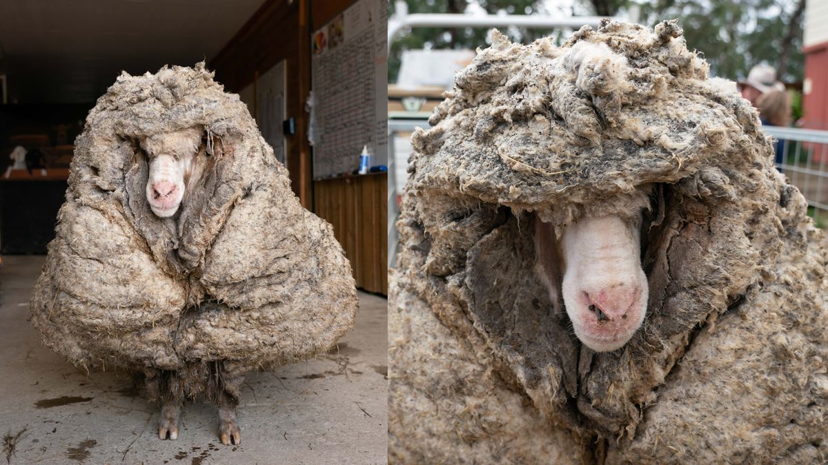 Overgrown sheep 'Baarack' gets epic quarantine haircut, loses 78 lbs ...