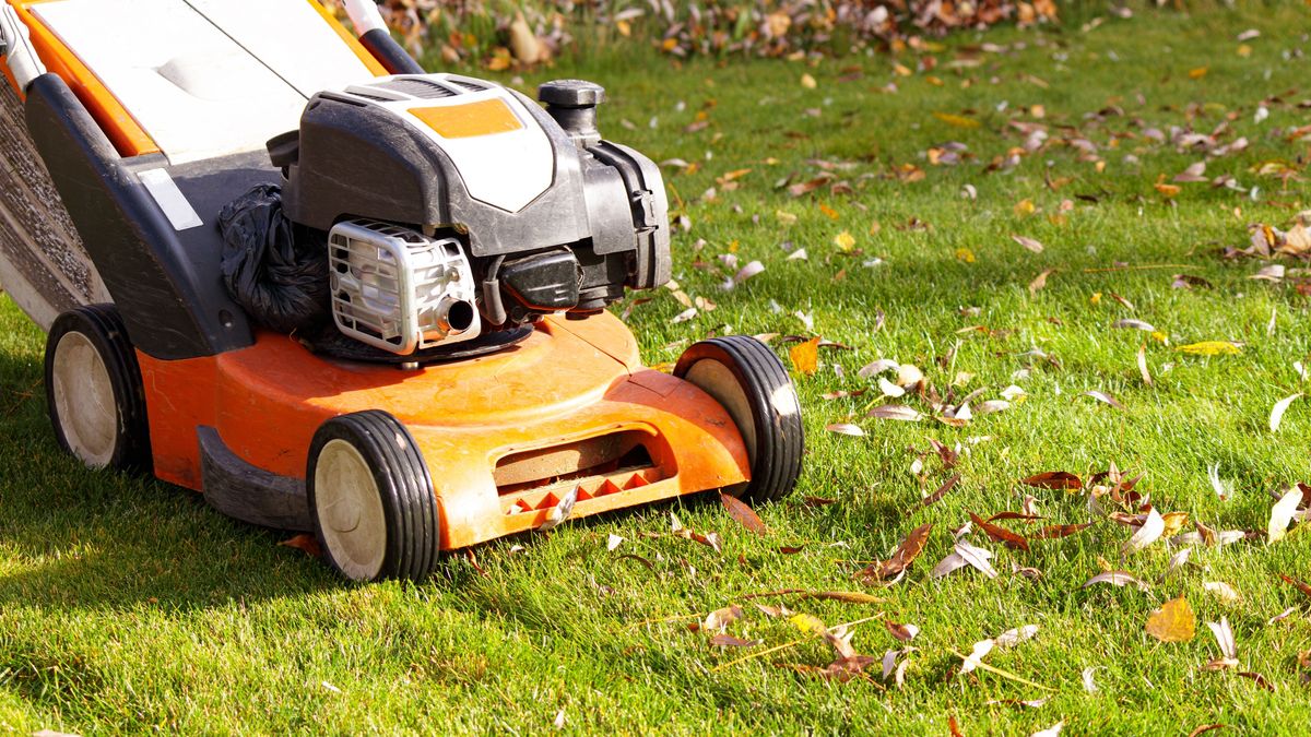 What is snow mold and how can I protect my lawn from it this winter ...