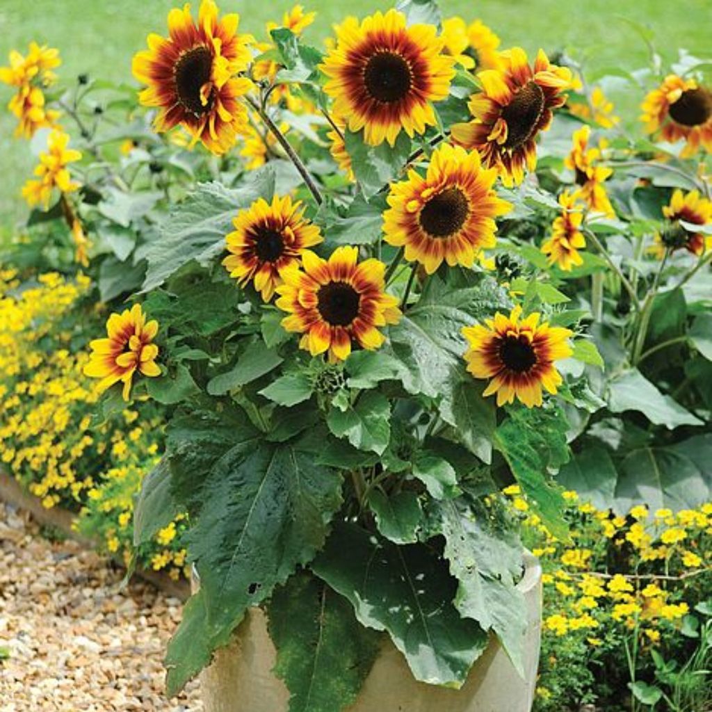 How to grow sunflowers in pots - an expert guide | Ideal Home