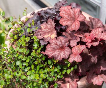 Best Plants For Pots All Year Round – Four Season Containers ...