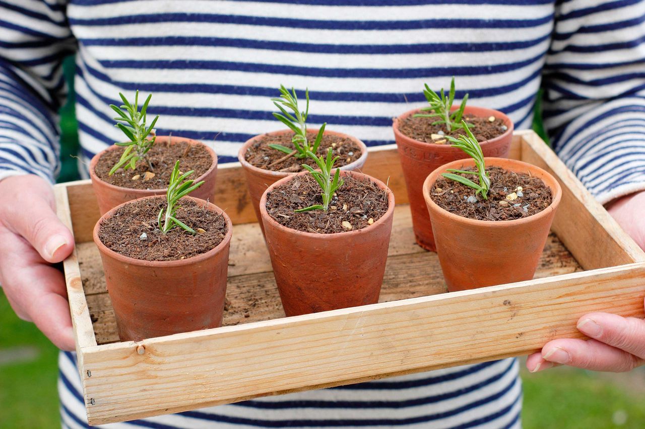 How to take cuttings from plants: follow our expert advice | Gardeningetc