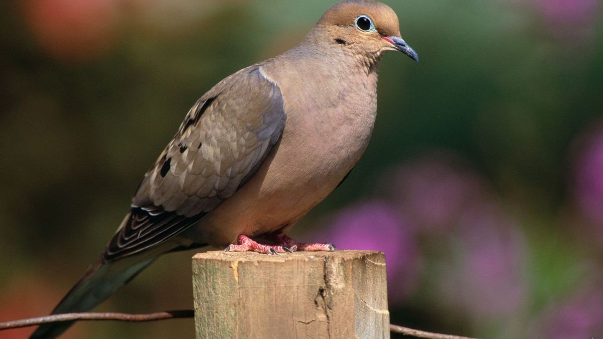 32 types of birds you might see in your backyard | PetsRadar