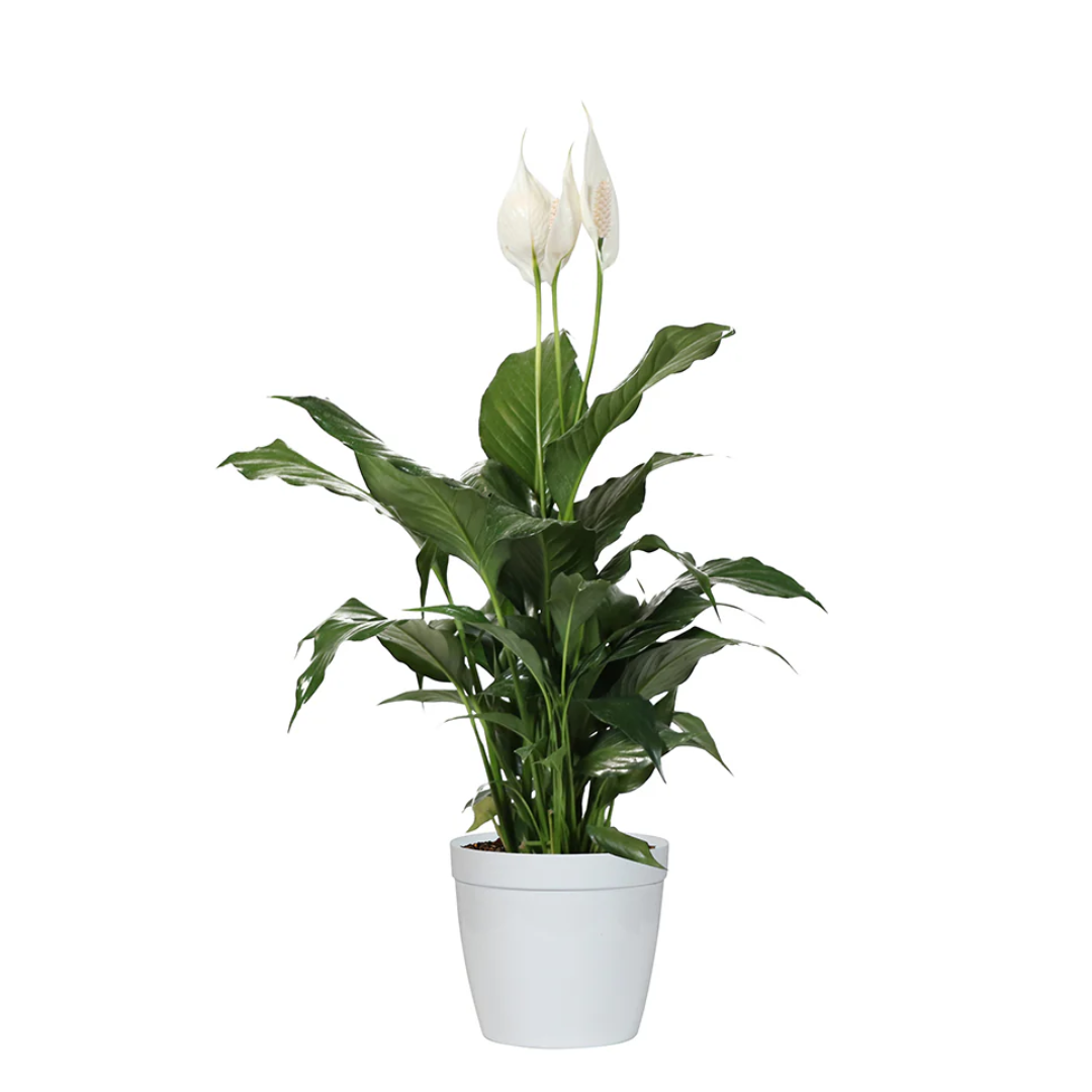 Peace Lily Care — How to Take Care of Your Houseplant | Livingetc
