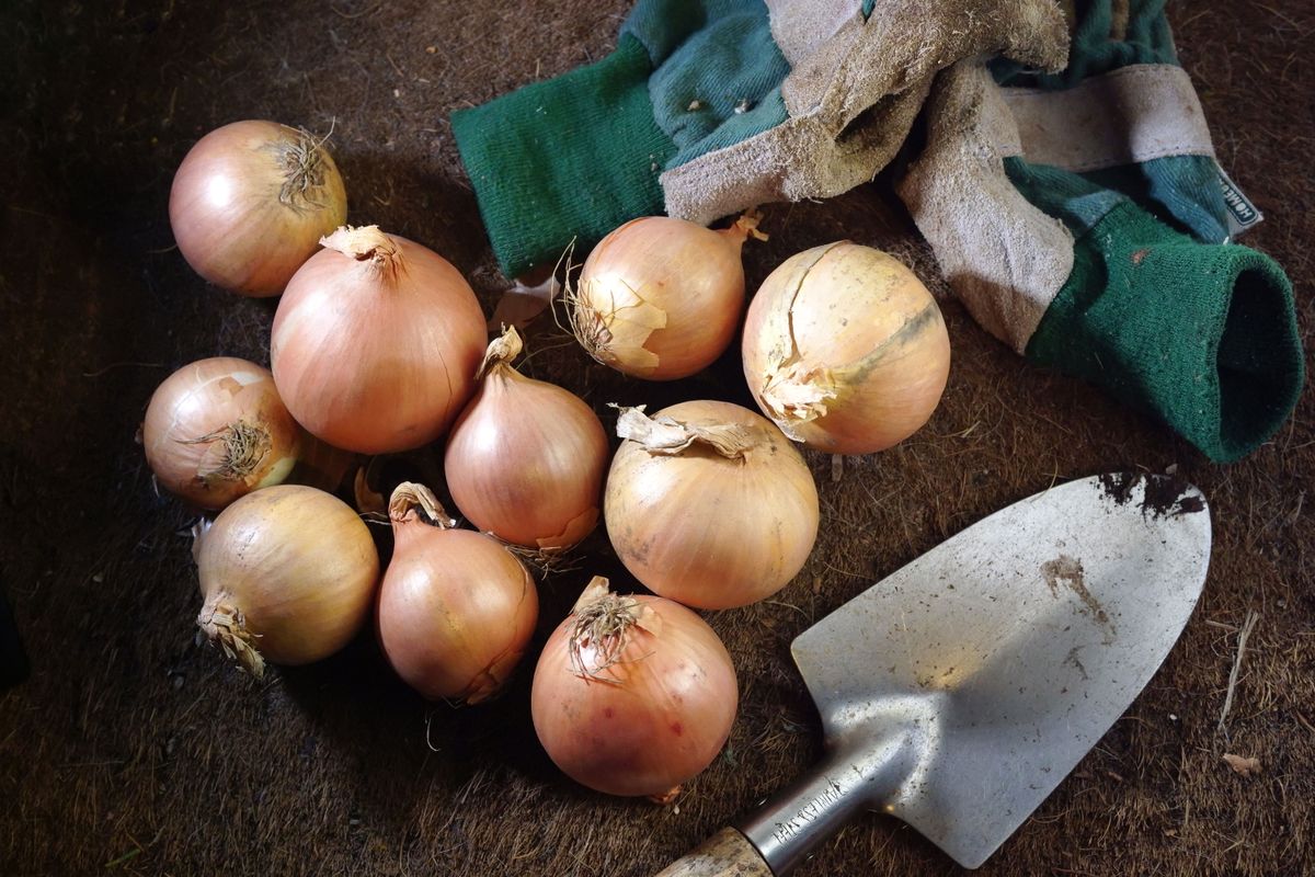 Sigma fp review | Digital Camera World