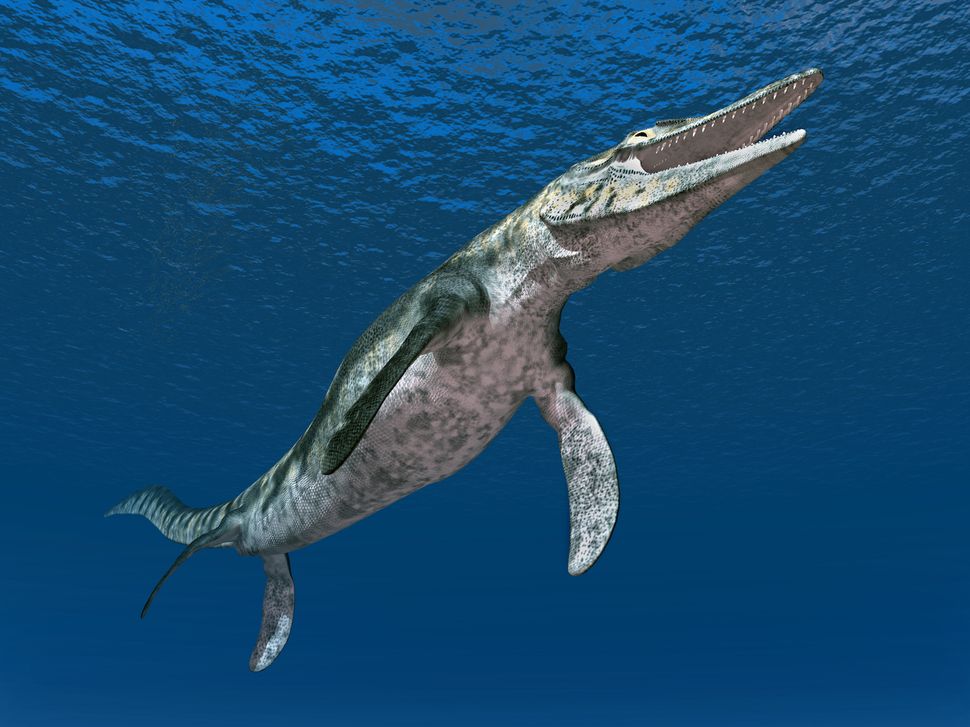 Adorable Newborn Sea Monster from the Dinosaur Age Discovered in Kansas ...