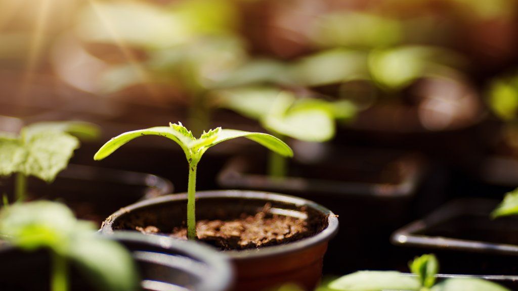 When To Start Planting Seeds: Best Times For Seed Starting | Gardening ...