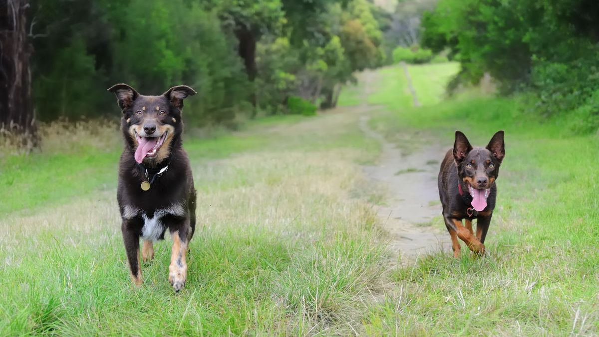 Best farm dogs for herding, protection and pest control | PetsRadar