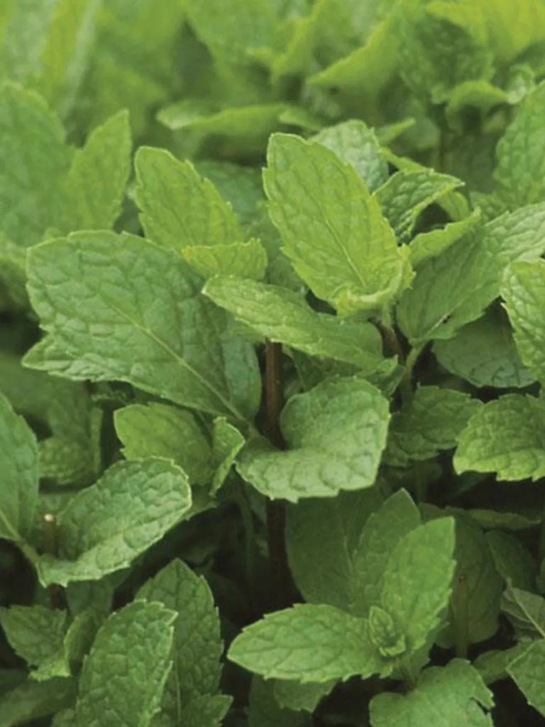 Best mint varieties to grow for unusual and aromatic herbs | Homes and ...