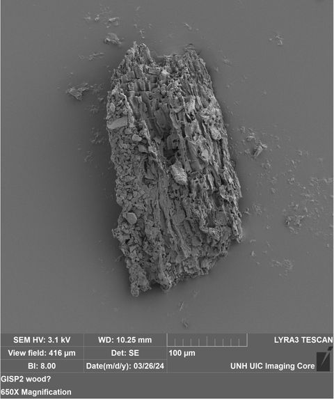 Fossils from Greenland's icy heart reveal it was a green tundra covered ...