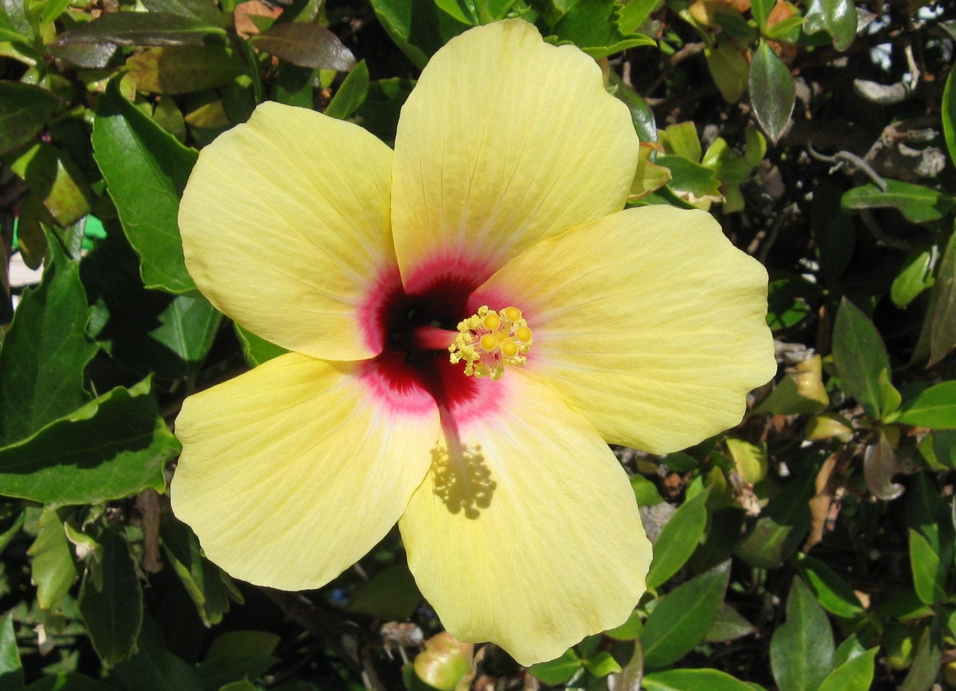 Light Conditions For Hibiscus: Learn About Hibiscus Light Requirements ...