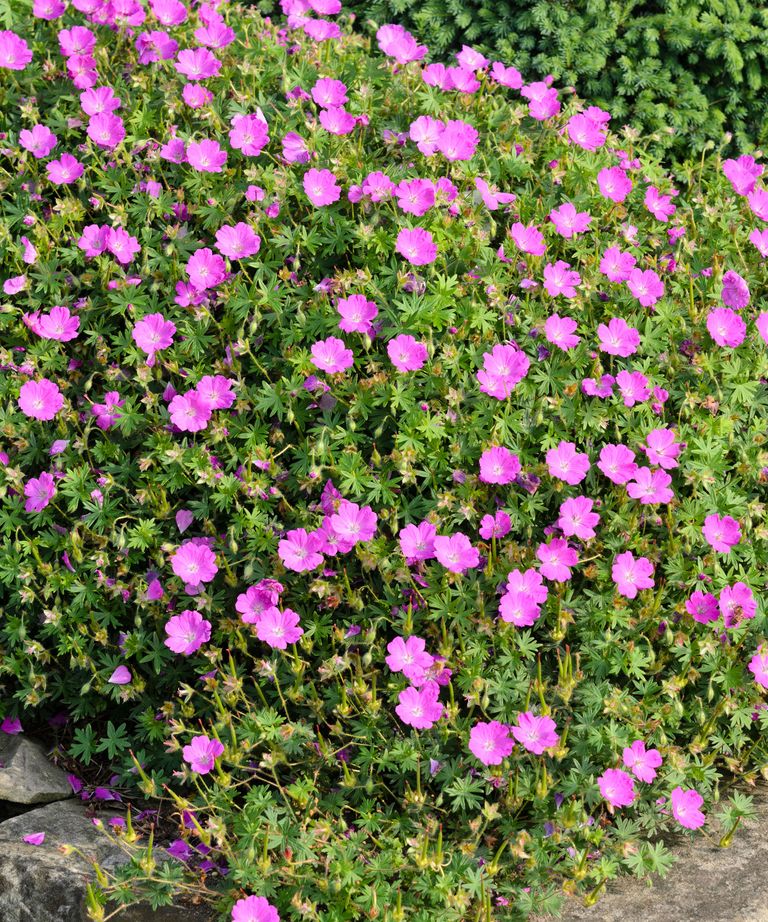 Fast-growing ground cover plants: 12 picks for quick results | Homes ...