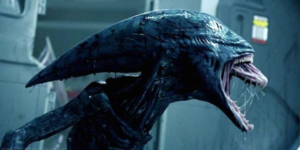 From A To Xenomorph: The 14 Different Creatures In The Alien Franchise ...