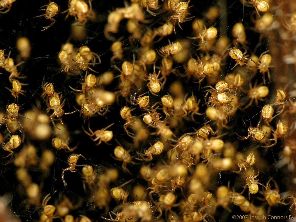 Arachtober in Action: Amazing Photos of Spiders from Around the World ...