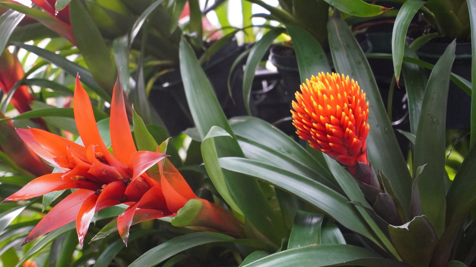 How to care for bromeliads after flowering | Homes and Gardens