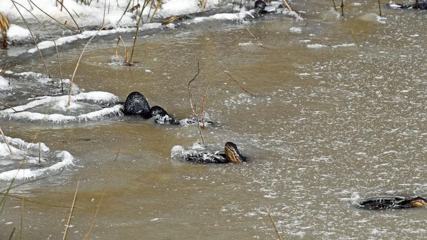 Alligators in Oklahoma turn into 'popsicles' sticking out of the frozen ...