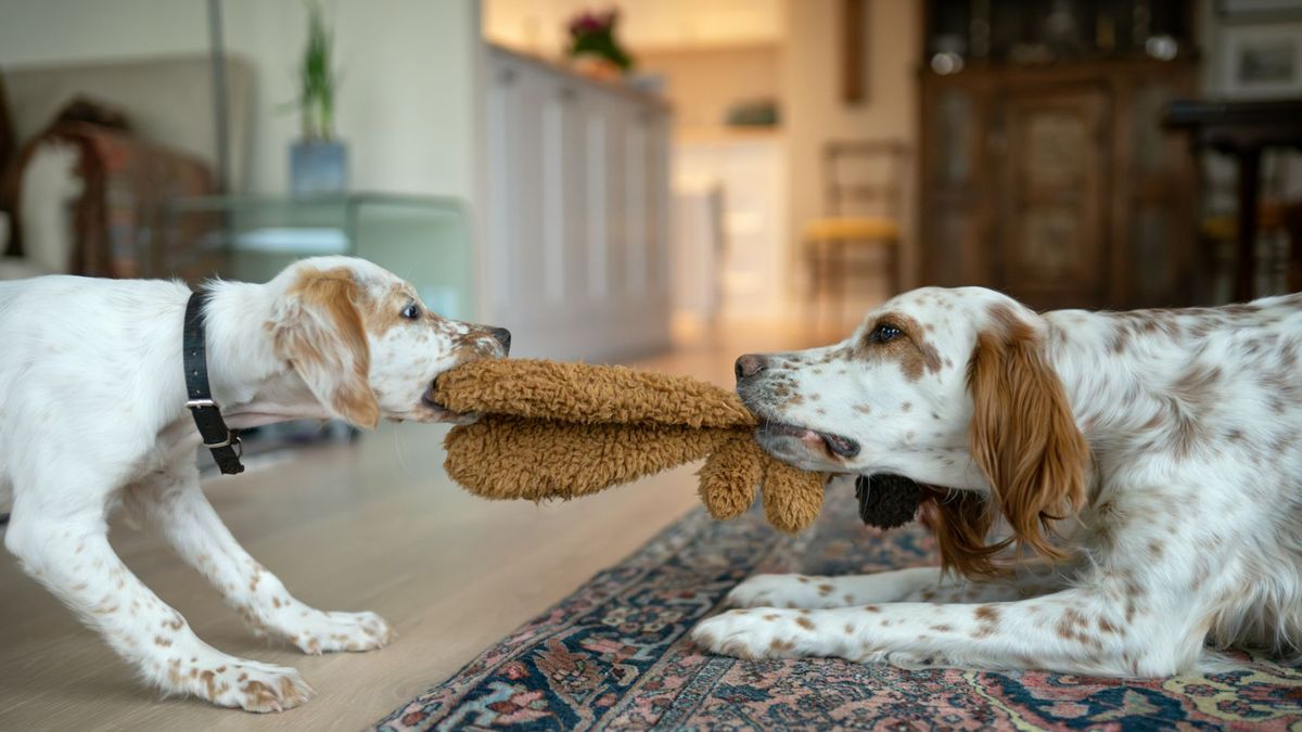 How to handle dog aggression: Vet solves 5 common behavioral problems ...
