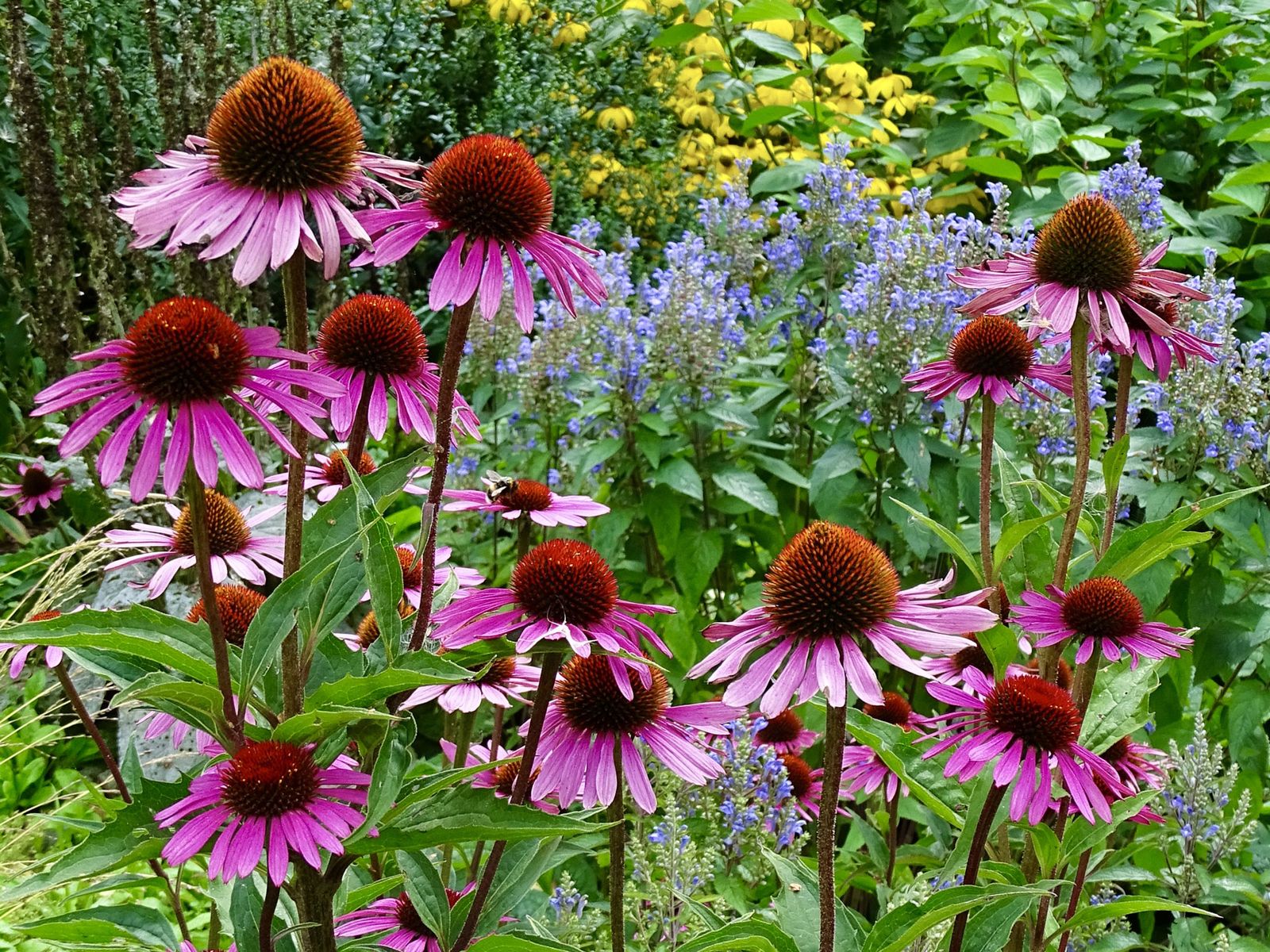 5 plants to plant in September to ensure a blooming backyard | Livingetc