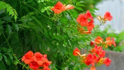 Best roses for small spaces: 5 flowers for pots and tiny yards | Homes ...