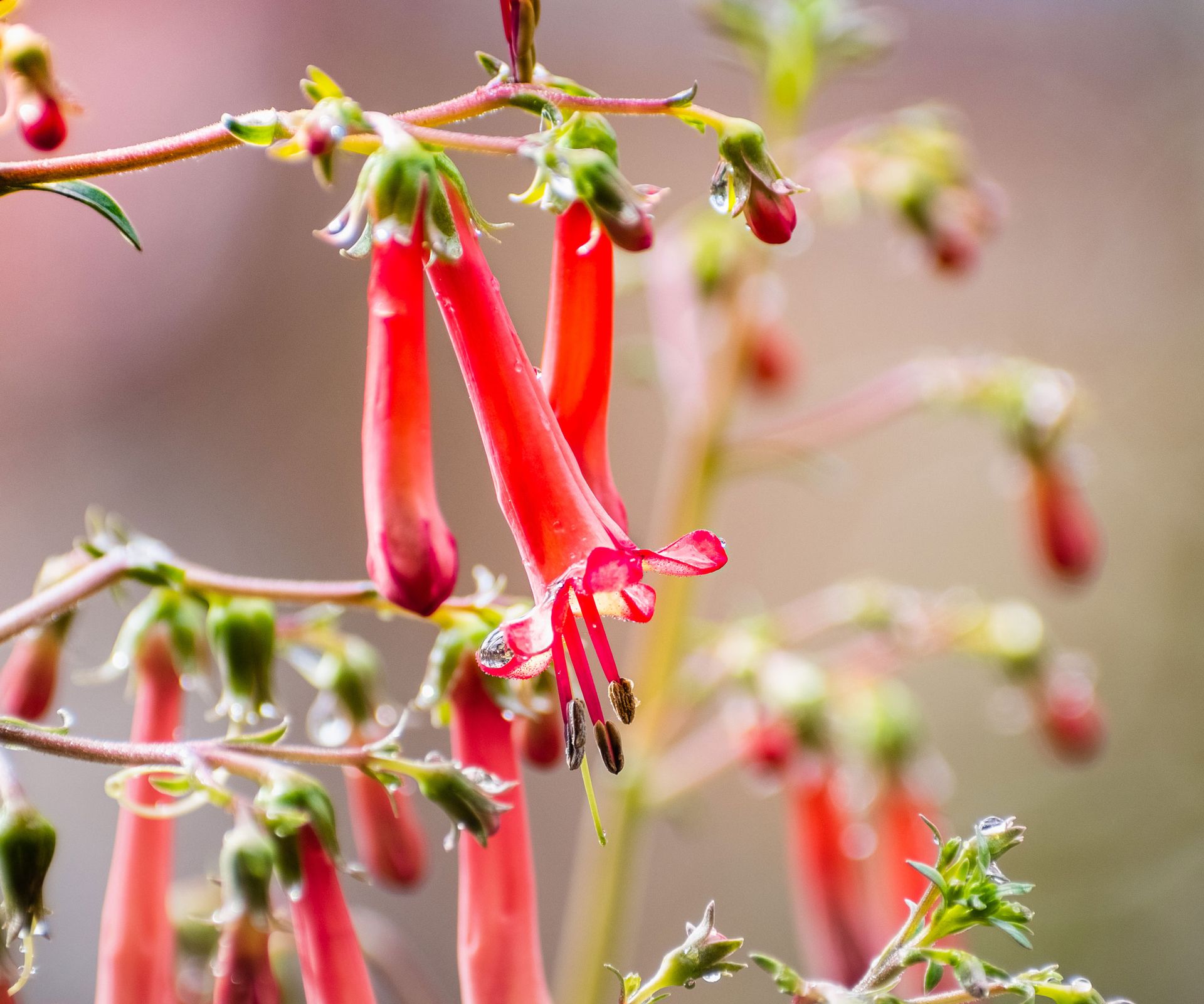 Tubular Flowers For Hummingbirds: 9 Tube-Flowered Plants | Gardening ...