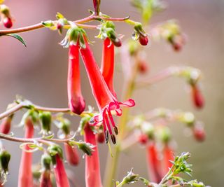Tubular Flowers For Hummingbirds: 9 Tube-Flowered Plants | Gardening ...