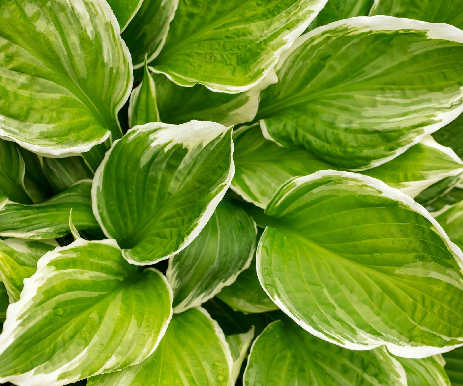Should you cut back hostas in the fall? Experts advise | Homes and Gardens