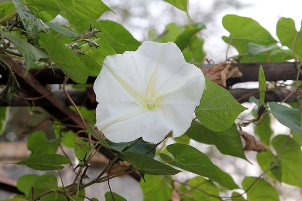 Care For Moonflowers - How To Grow A Moonflower Vine | Gardening Know How