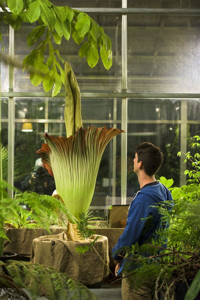 Photos: Stinky 'Corpse Flower' Blooms | Live Science