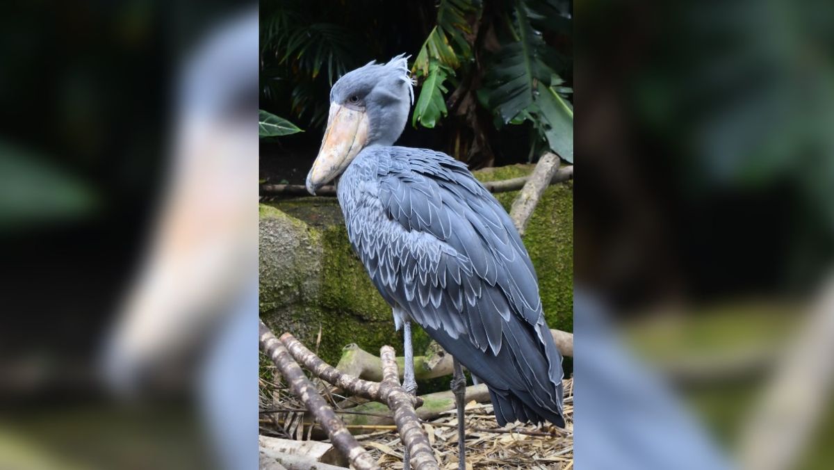 10 of the biggest birds on Earth | Live Science