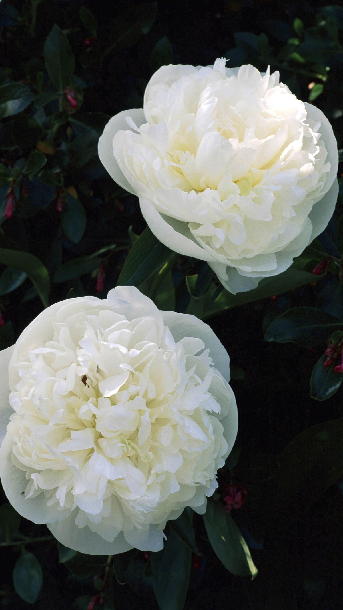 How to grow perfect peonies | Gardeningetc