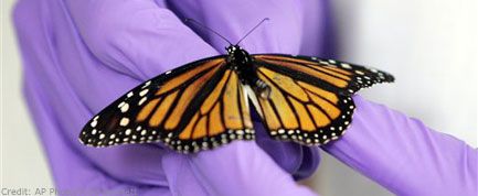 Butterfly Gallery: Beautiful Wings Take Flight | Live Science