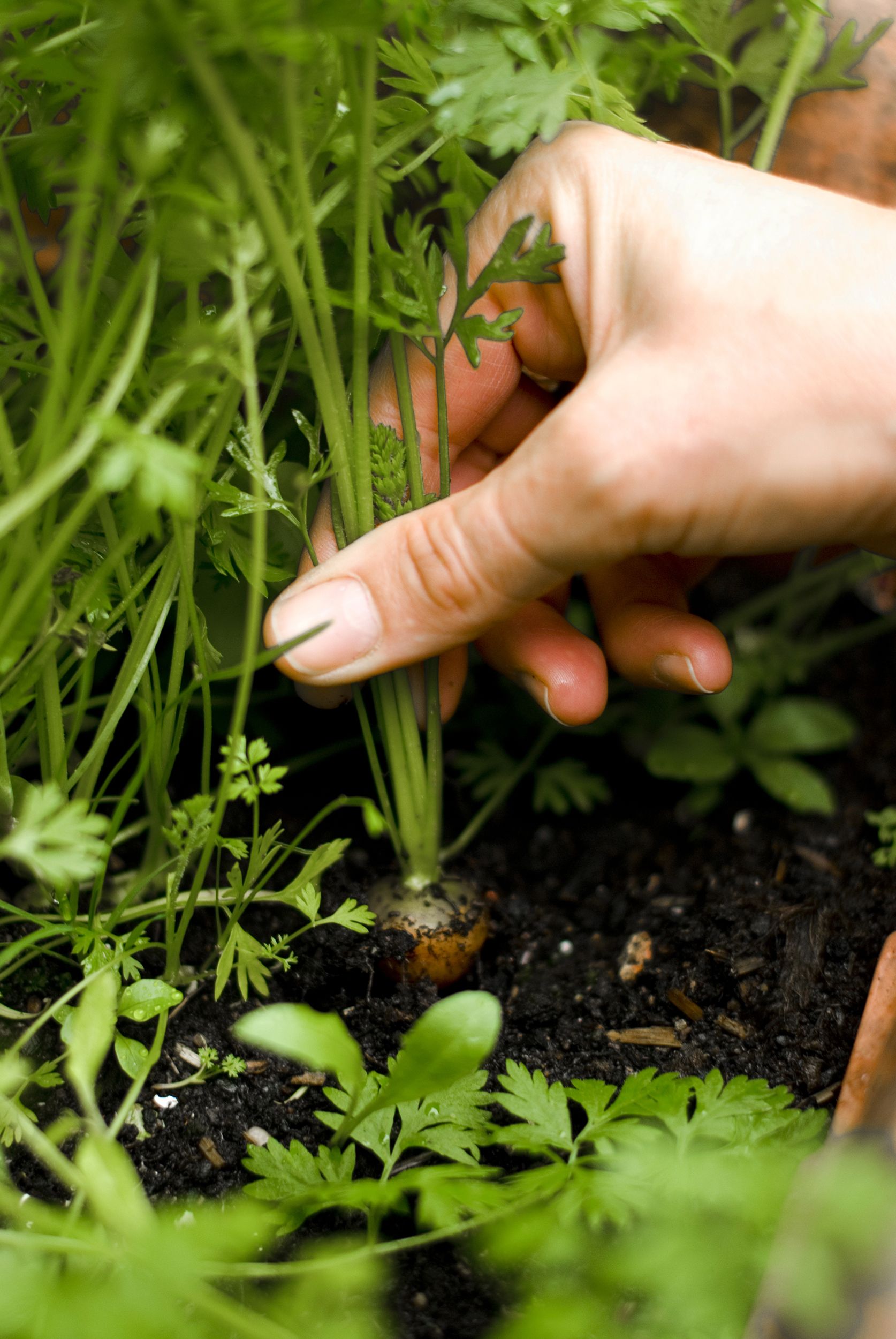 When to plant carrots: to get the best harvest | Homes and Gardens
