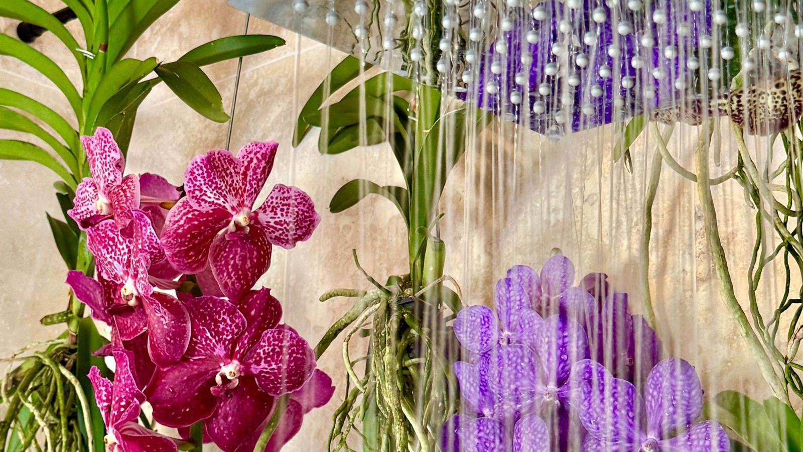How to Hang Orchids in a Bathroom for a Tranquil Feel | Livingetc
