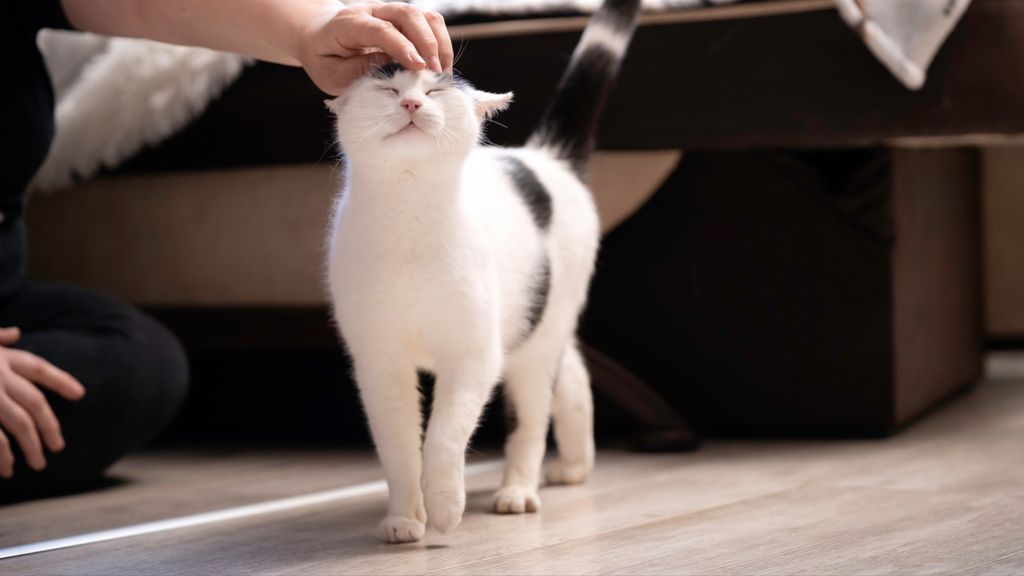 32 of the sweetest ways cats show affection | PetsRadar