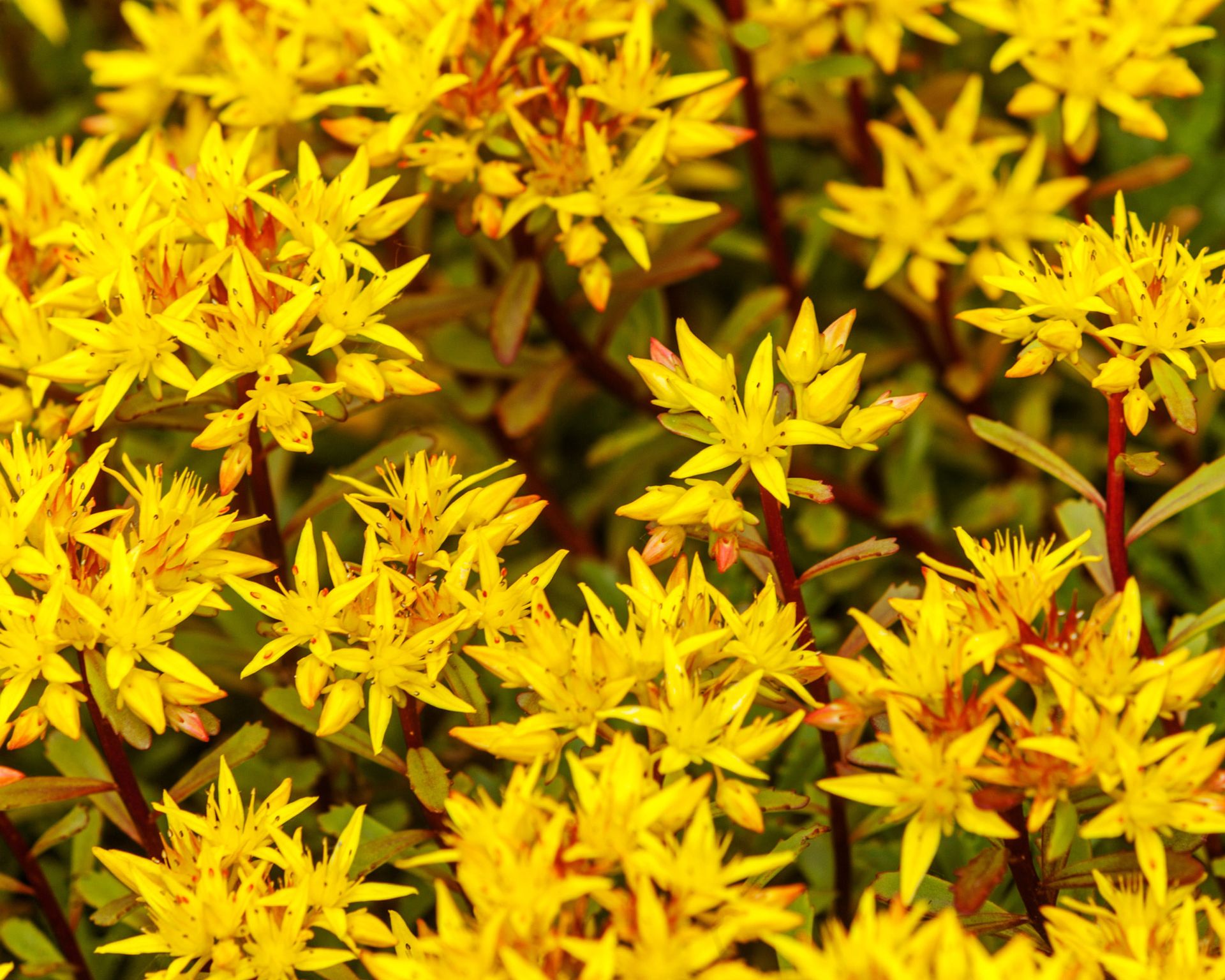 Sedum care and growing guide: how to grow stonecrops | Gardeningetc