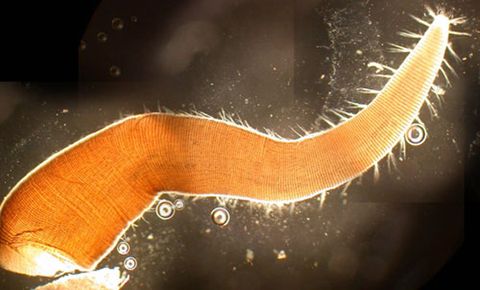 The Weirdest Animal Penises | Live Science