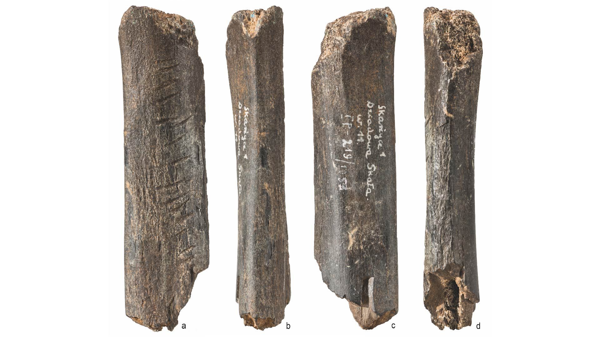 130,000-year-old Neanderthal-carved bear bone is symbolic art, study ...