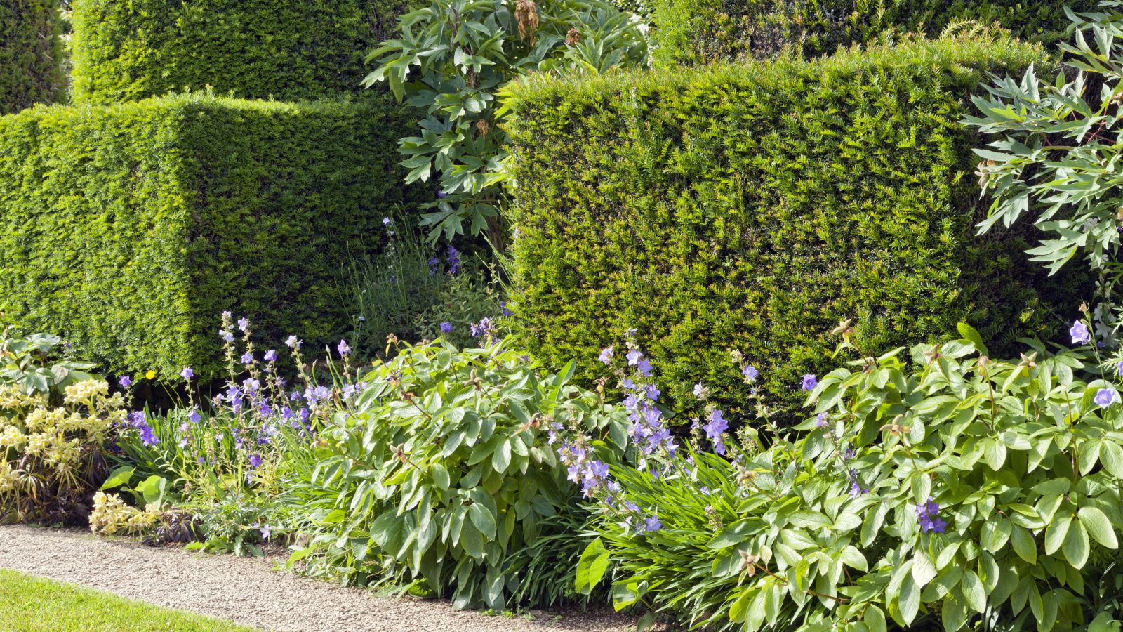 Best fast-growing hedges: 10 ideas for your boundaries | Homes and Gardens