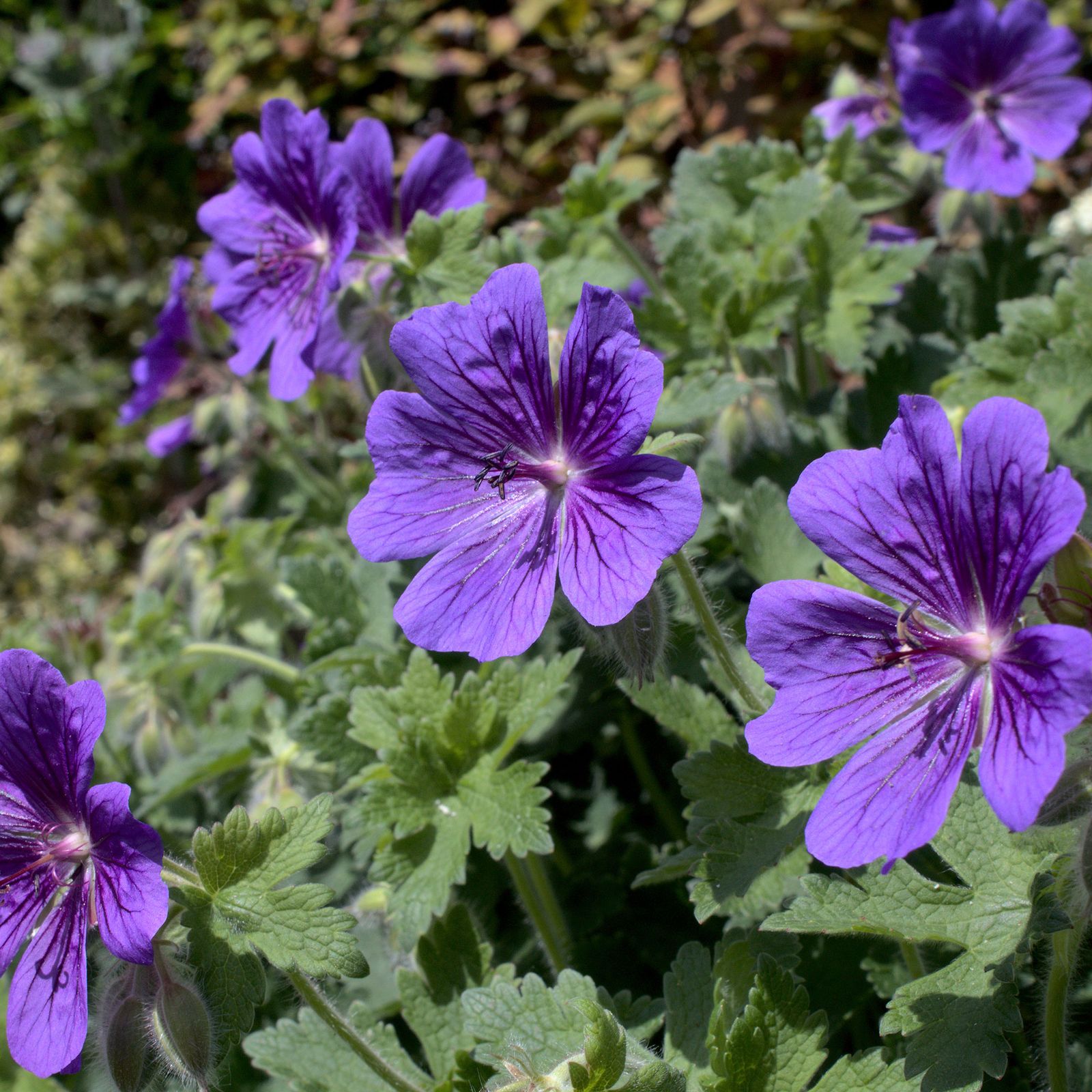 Why are my geranium leaves turning red? Experts explain | Ideal Home