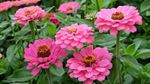 What are ditch plants? The invincible perennials you need | Homes and ...