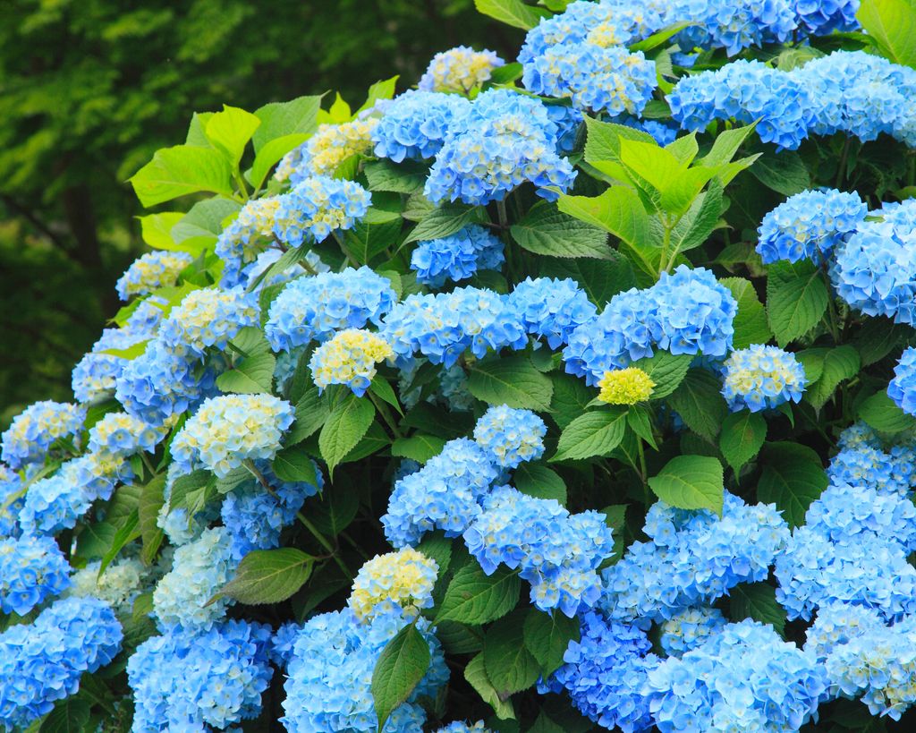 Do Coffee Grounds Turn Hydrangeas Blue? Experts Tell All | Gardening ...