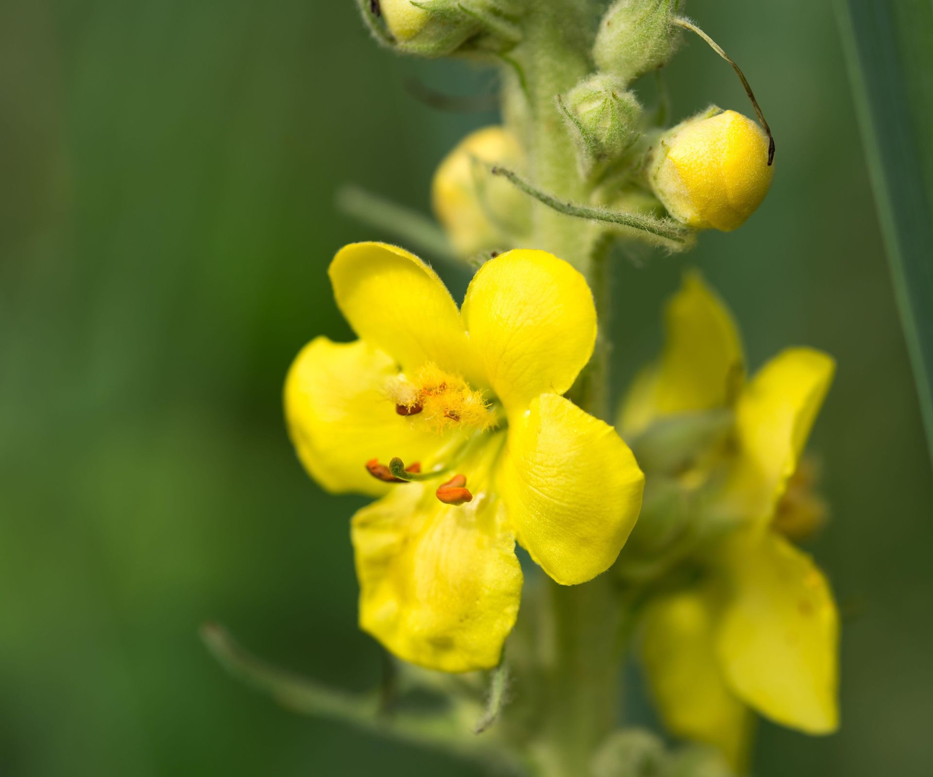 How to grow common mullein: simple steps for endless summer color ...