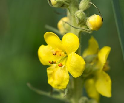 How to grow common mullein: simple steps for endless summer color ...