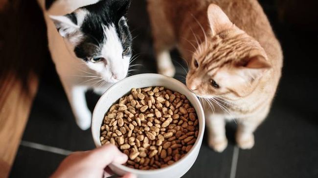 Does cat food expire? How to keep your cat food fresh | PetsRadar