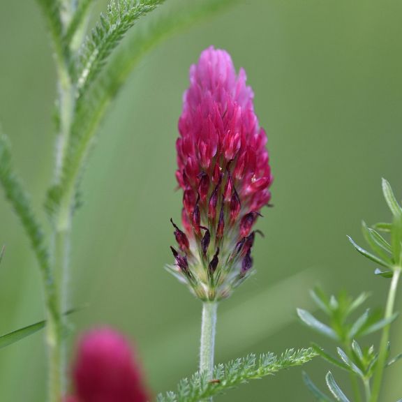 Crimson Clover History And Fun Facts | Gardening Know How