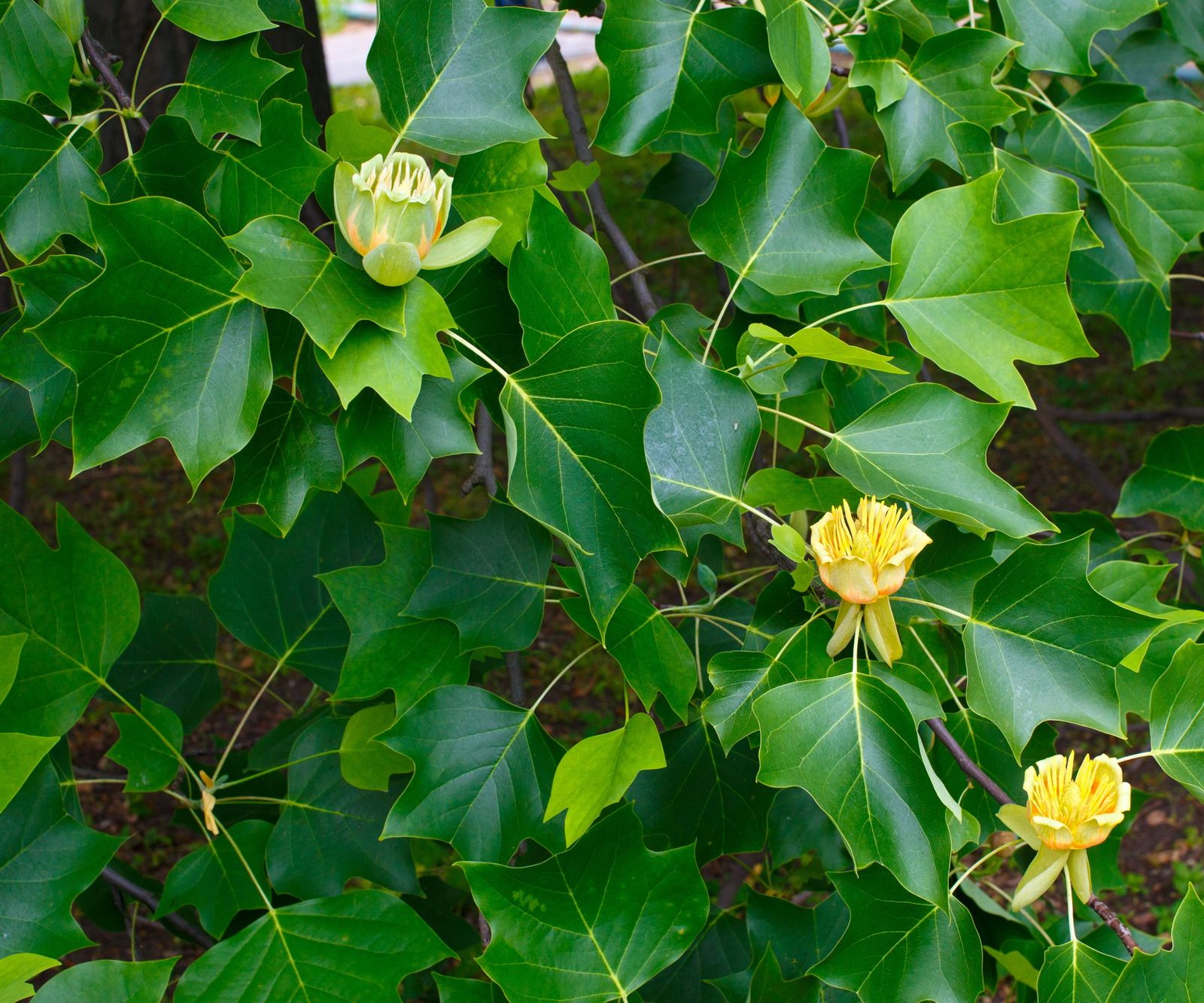 How to grow a tulip tree for hummingbirds and pollinators | Homes and ...