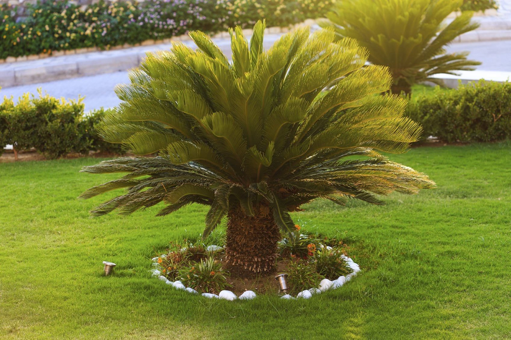 Outdoor Sago Palm Plants - How To Care For Sago Palm Outside ...