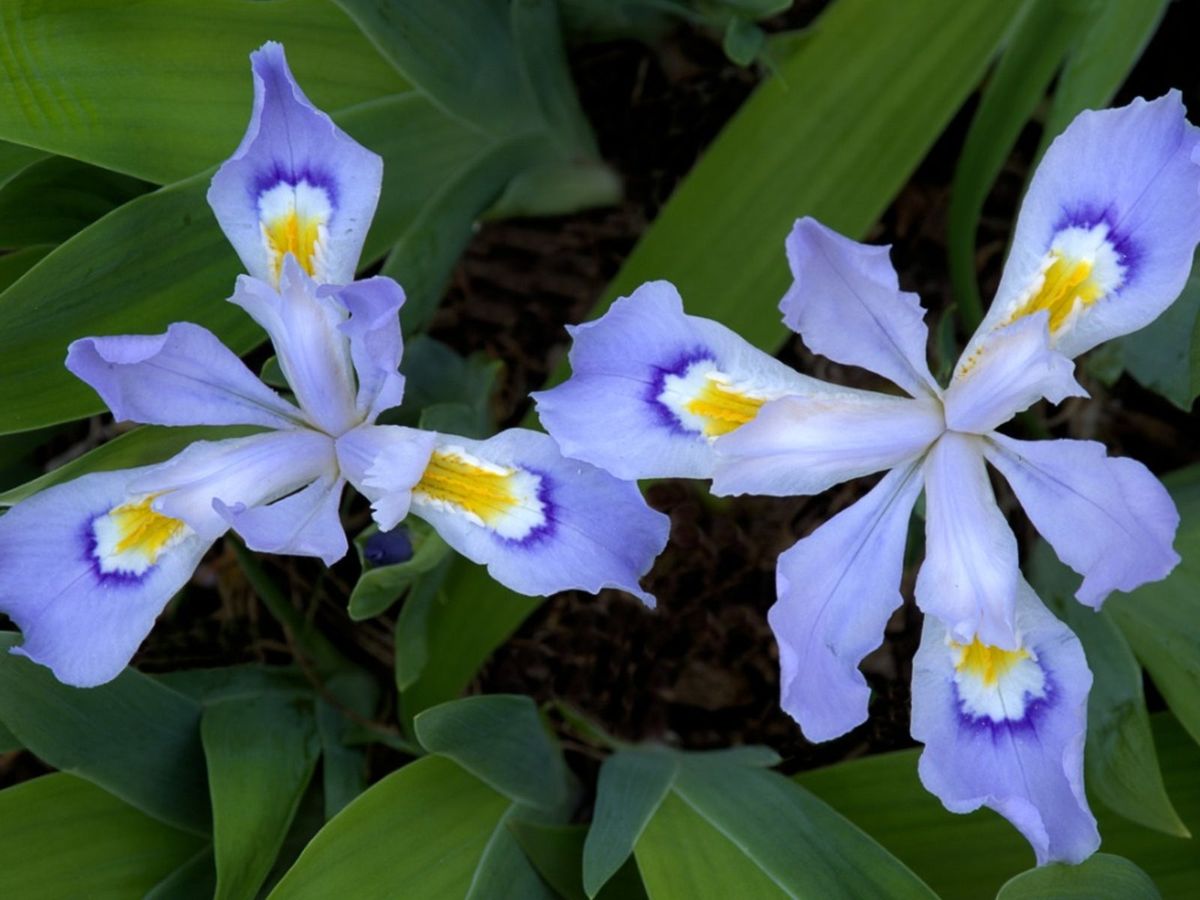 Miniature Irises In The Garden: Growing Crested Iris Plants | Gardening ...