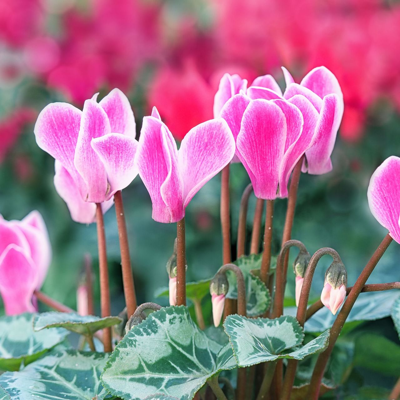 7 winter flowers for hanging baskets | Ideal Home